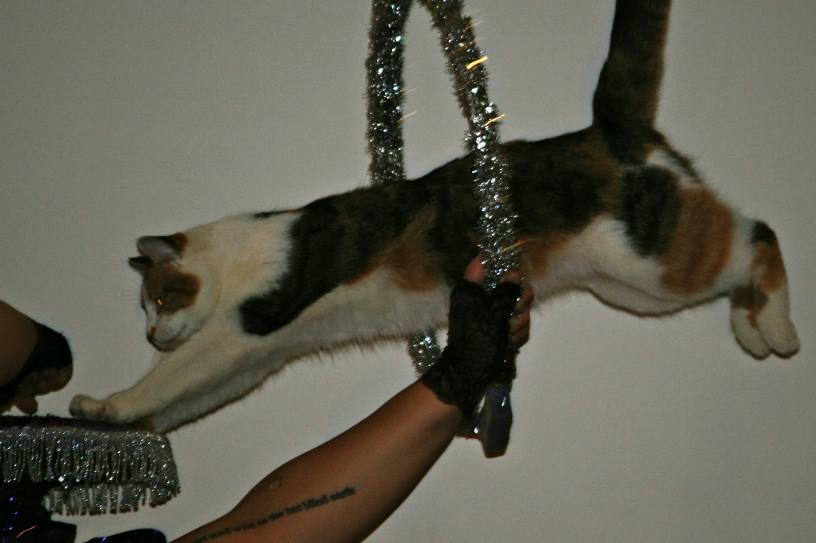 Two Bears Farm and the Three Cubs: The Cat Circus Comes to Roanoke