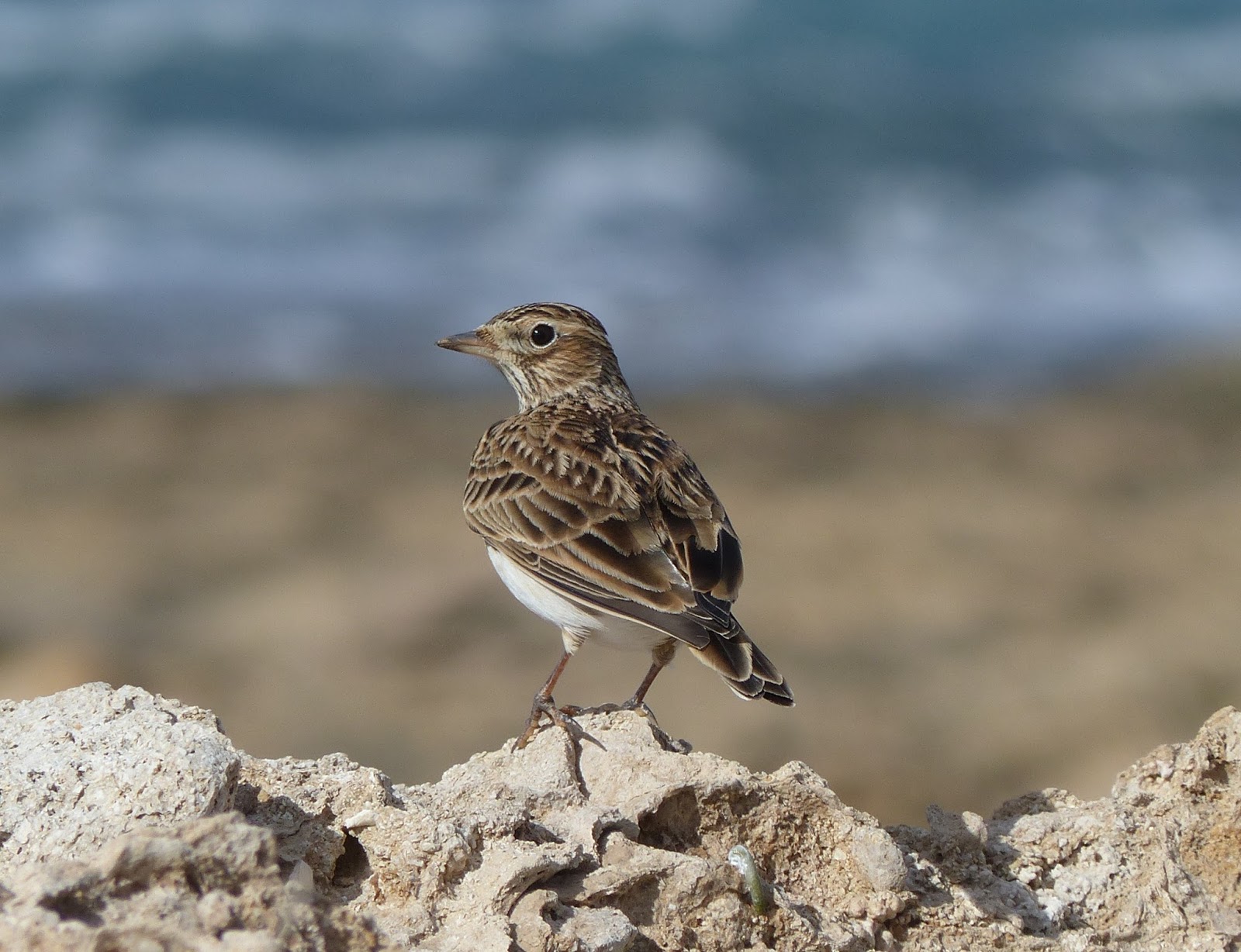A Field Notebook: Larking around at Paphos