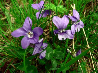 ARTE Y JARDINERÍA : VIOLETAS. Familia de las violáceas