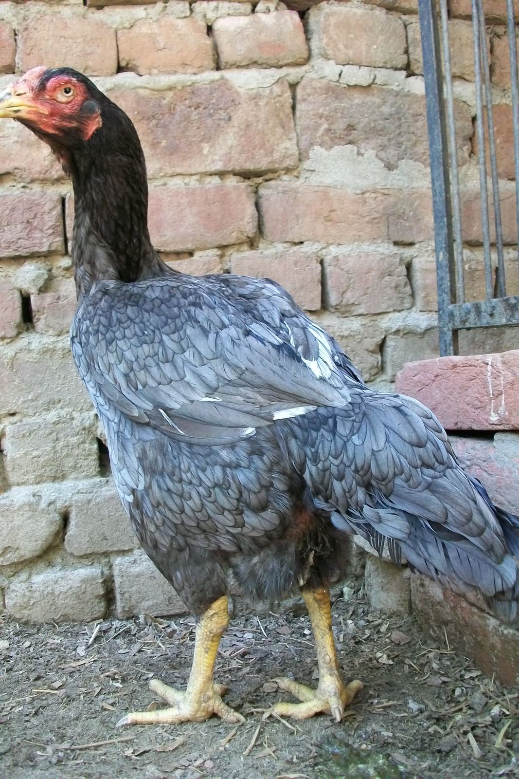 KING GHAZI: PAKISTANI ASEEL