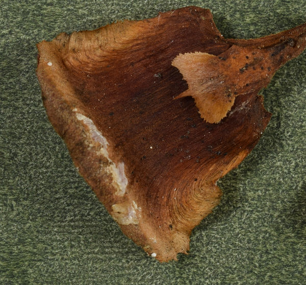 Northwest Conifer Connections: The Elusive Fir Cone Mystery