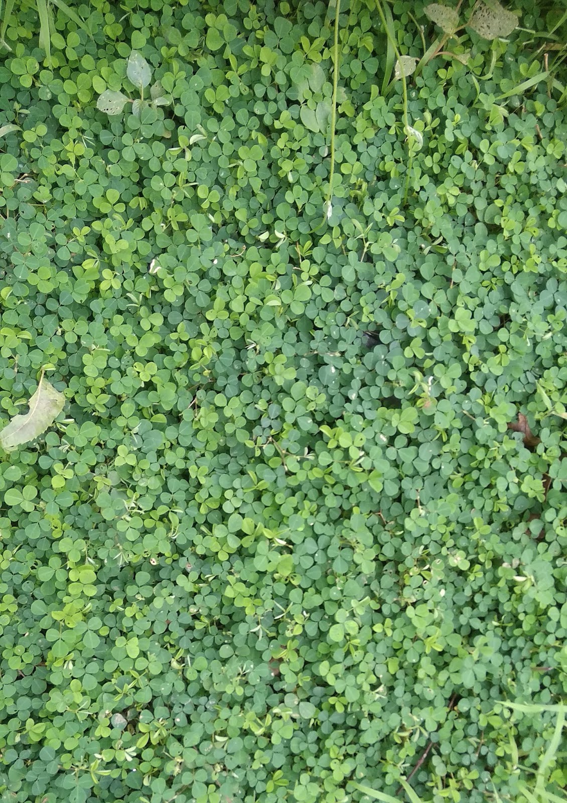 His Holiness Swami Nirmalananda Giri Maharaj : AYURVEDIC MEDICINAL ...
