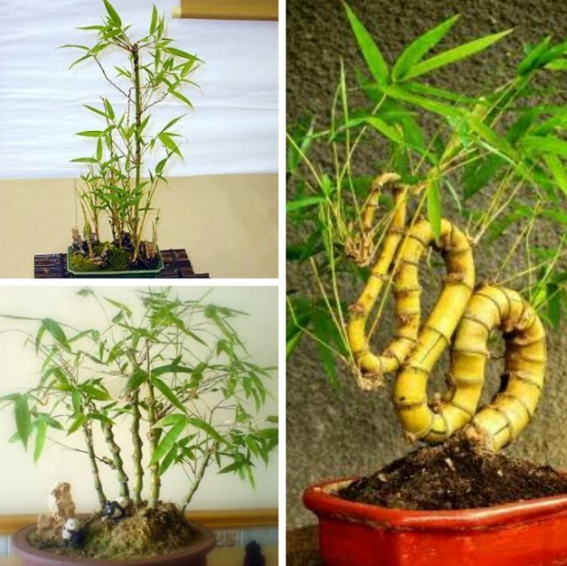 Bonsai Bambu Cina | Aneka Ragam Bentuk Bonsai