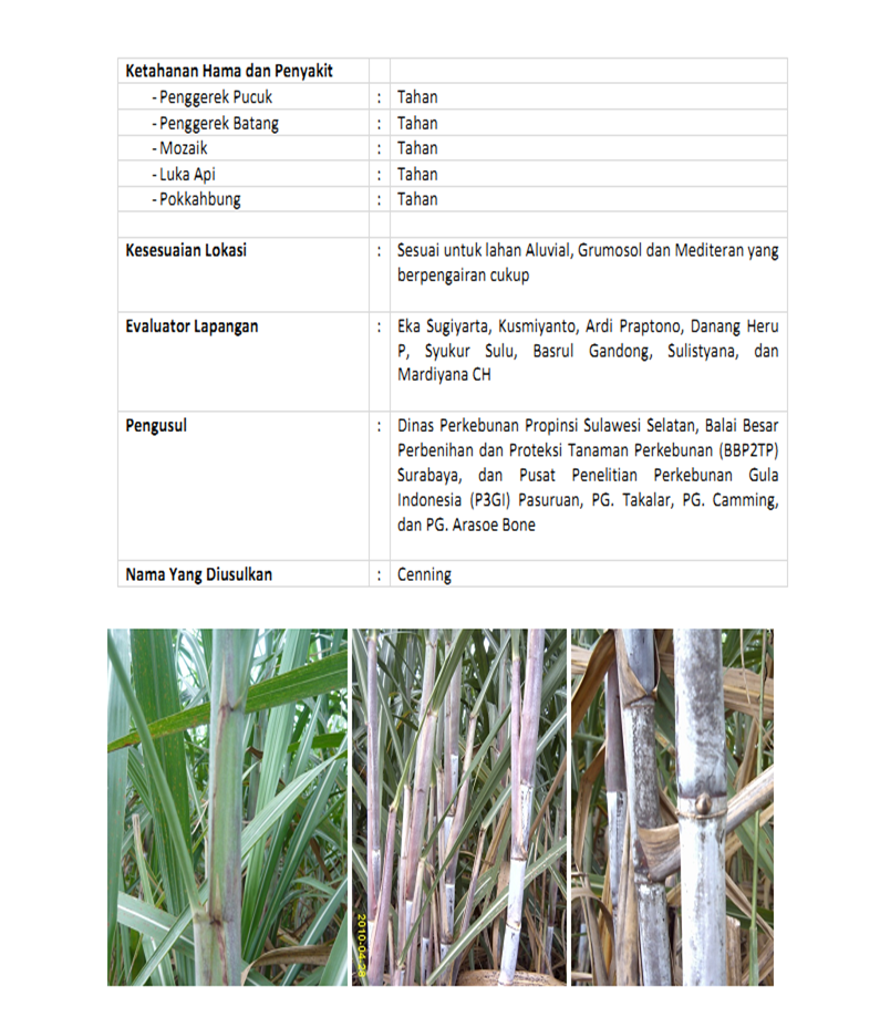 Eyang Tebu: DESKRIPSI VARIETAS TEBU TERBARU