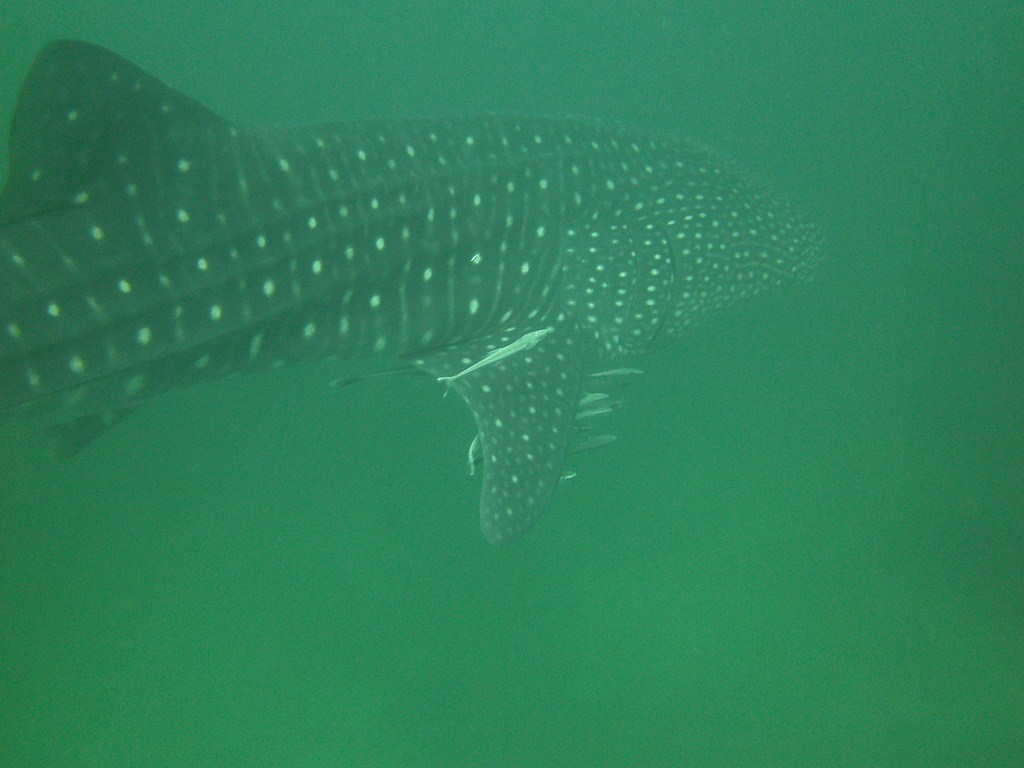 Vance's Dive bLogs: Fun diving on Al Marsa liveaboard to Musandam