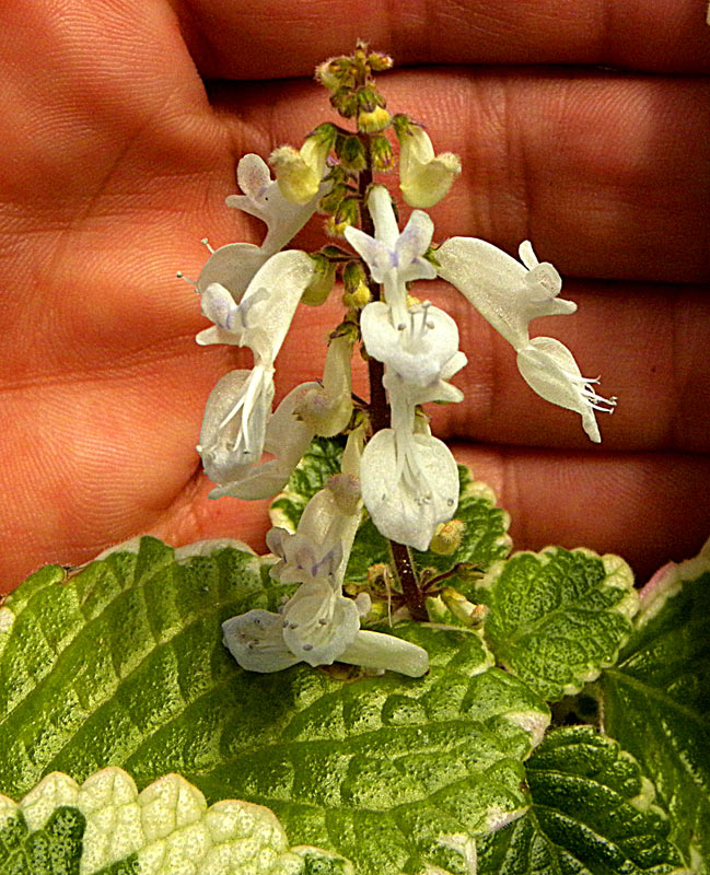Foto-Natura-Huesca: INCIENSO Plectranthus coleoides George Bentham, 1848