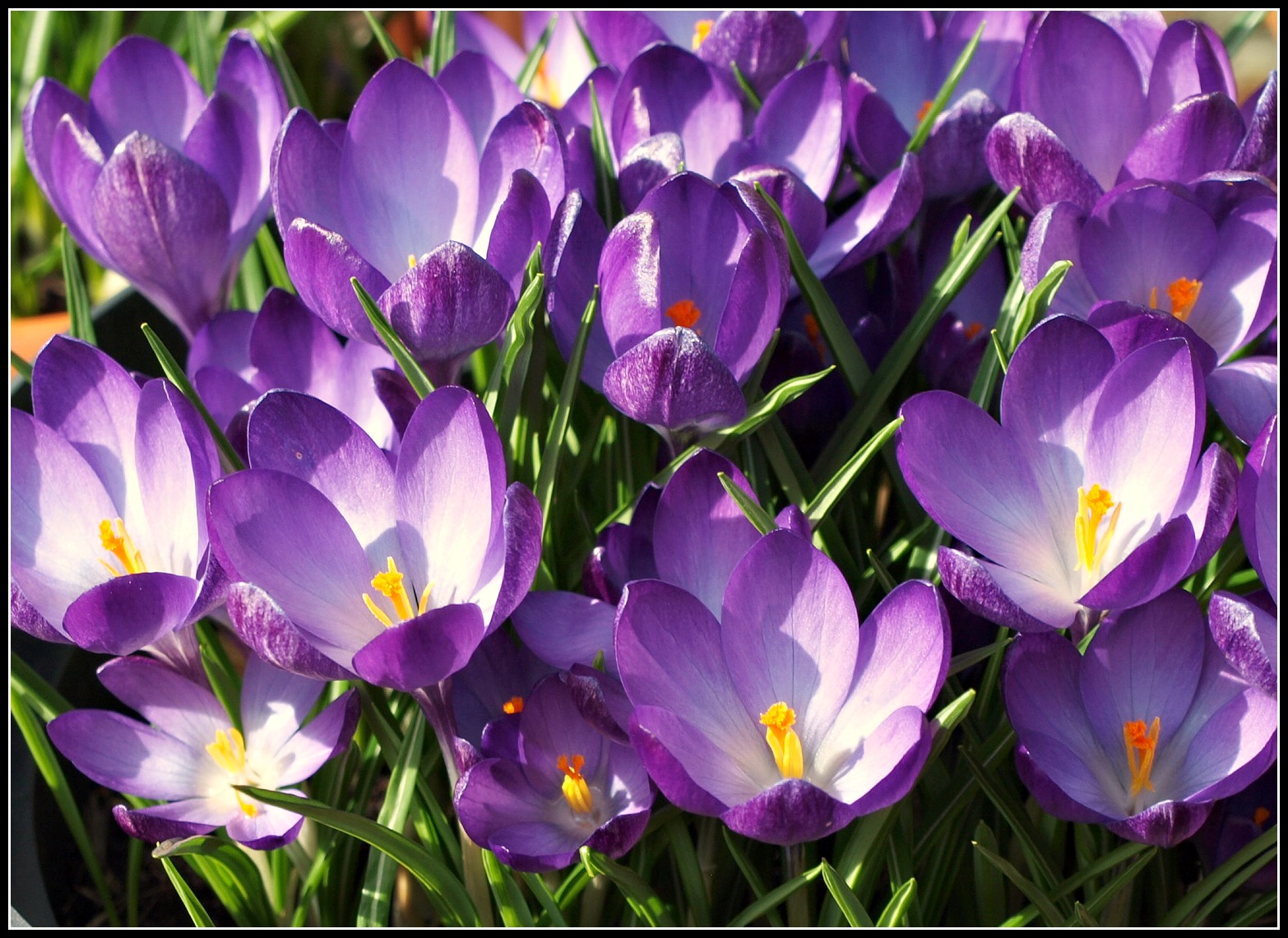 Mark's Veg Plot: Long-lasting flowers