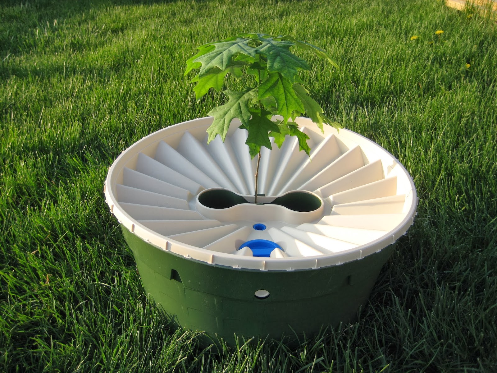 tomato plant: November 2014
