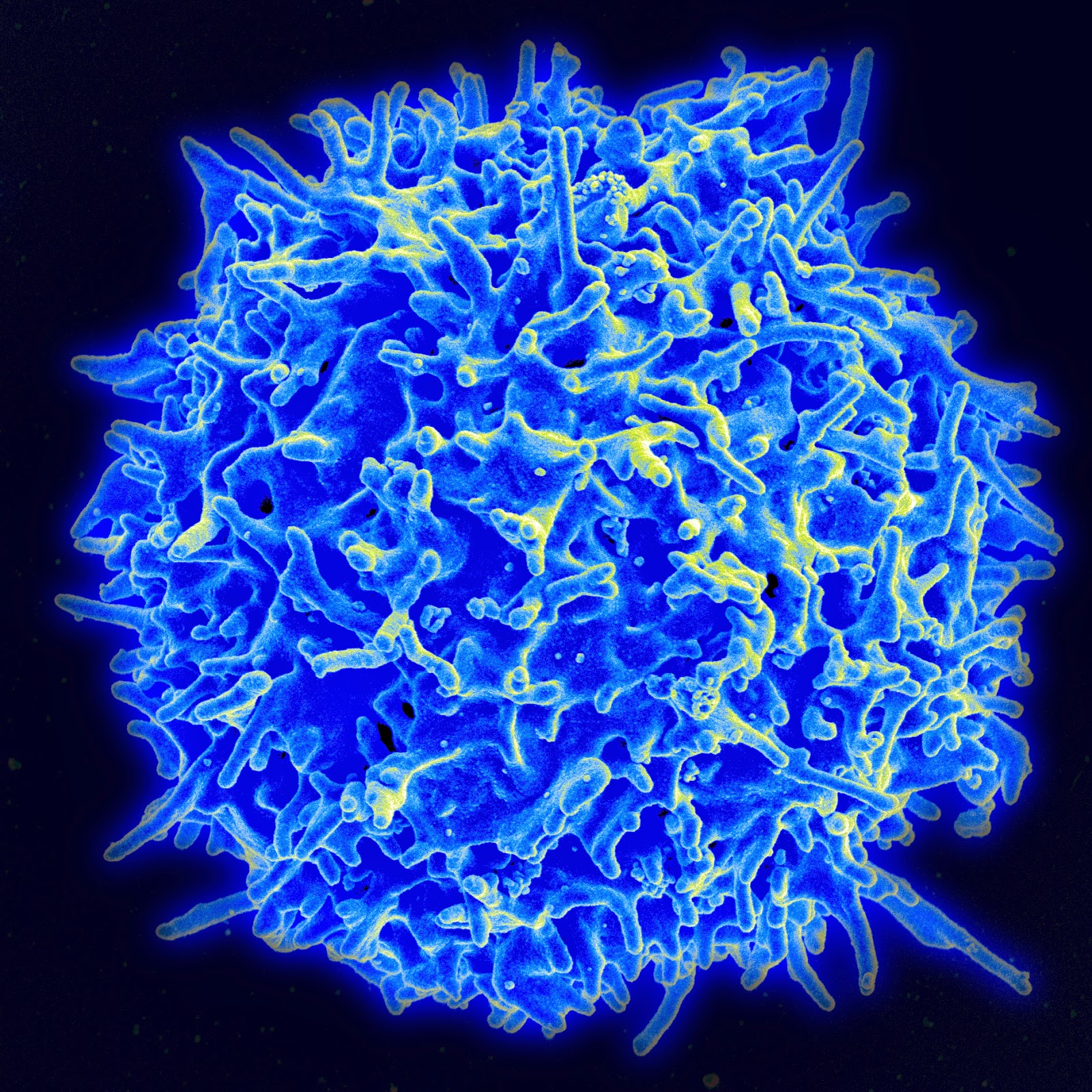 eScienceCommons: Molecular beacons shine light on how cells 'crawl'