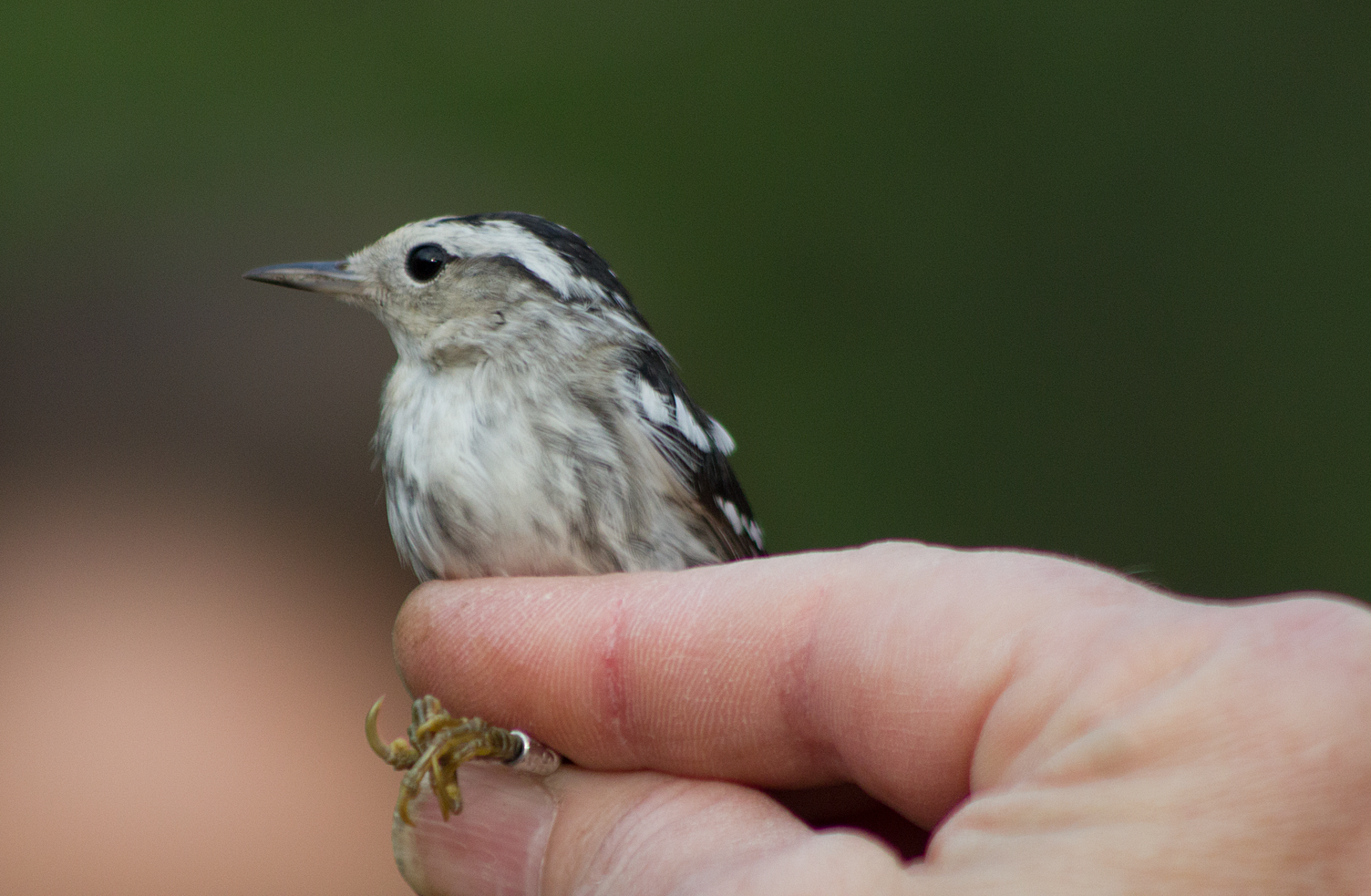 Fulltime Adventure: Songbird Banding at McAllen Nature Center