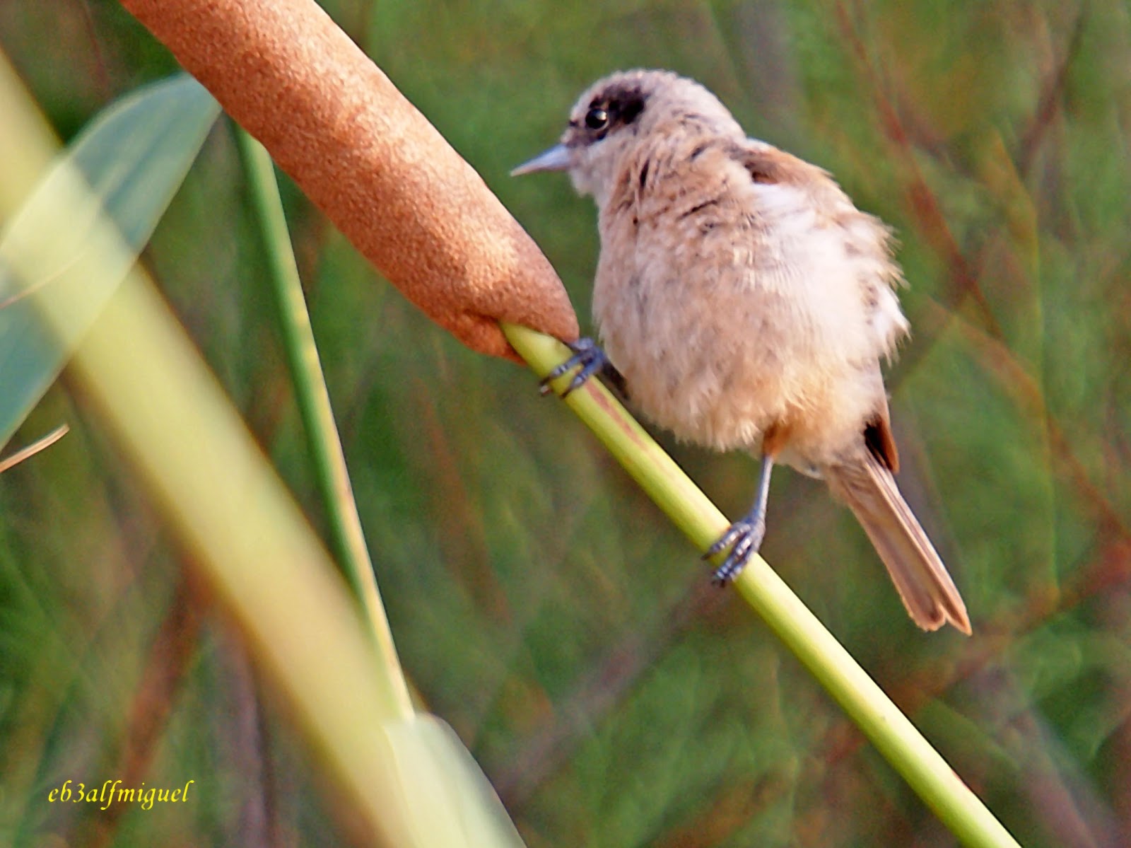 Miguel fotografia: Pájaro moscón (Remiz pendulinus)
