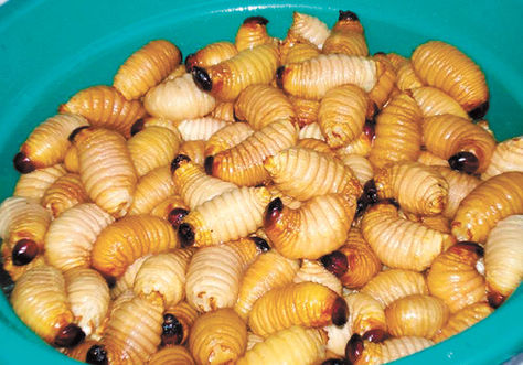 En Bolivia se preparan platos con 2 insectos de la Amazonia | El Chef dice