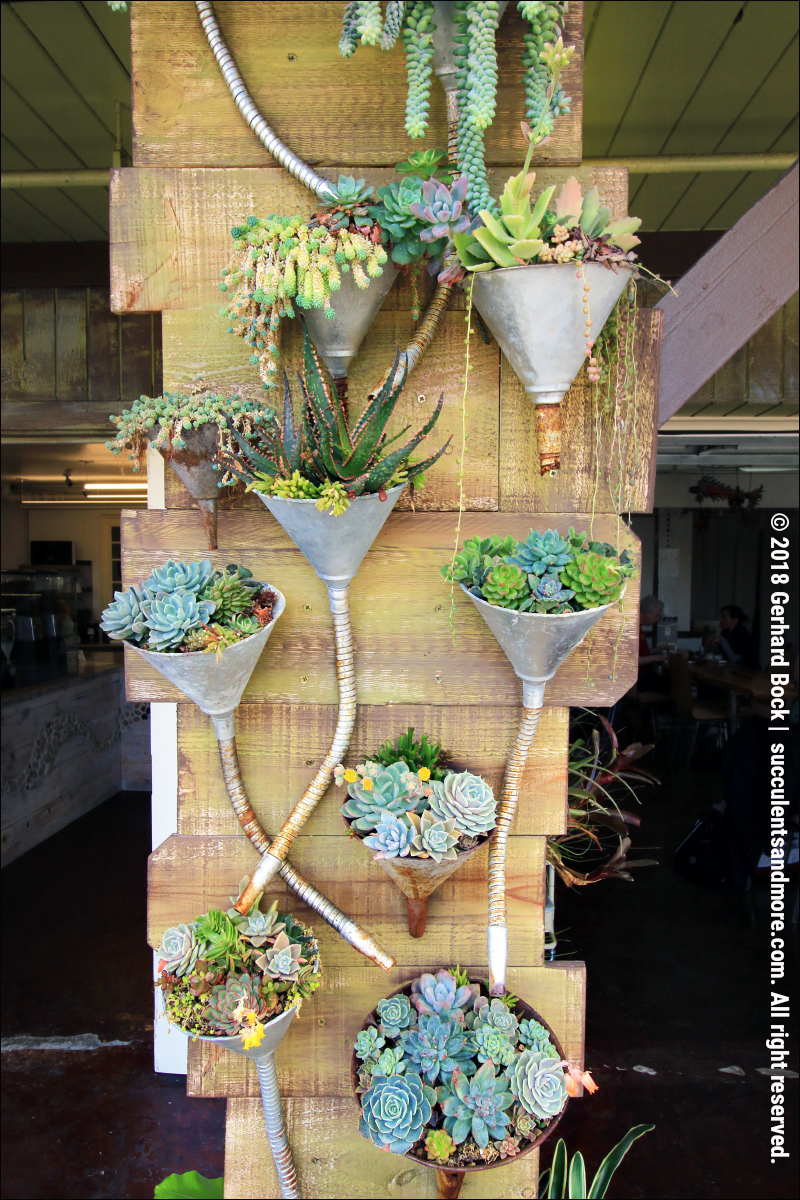 Sip and shop at the Succulent Café