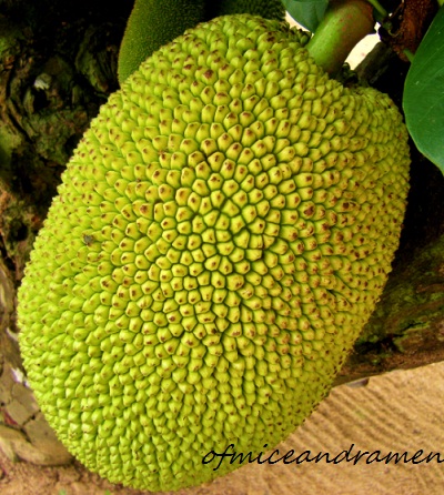 The Biggest Fruit in the World – Jackfruit - Article - GLBrain.com