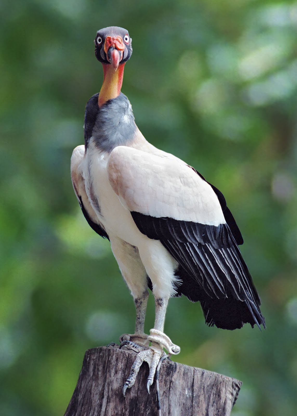 The Nature Geek: The Misunderstood Vulture