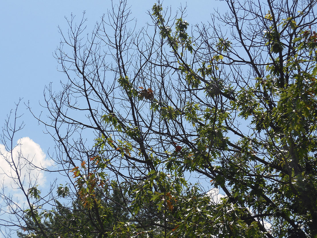 Ferida's Backyard: Poor Oak Trees