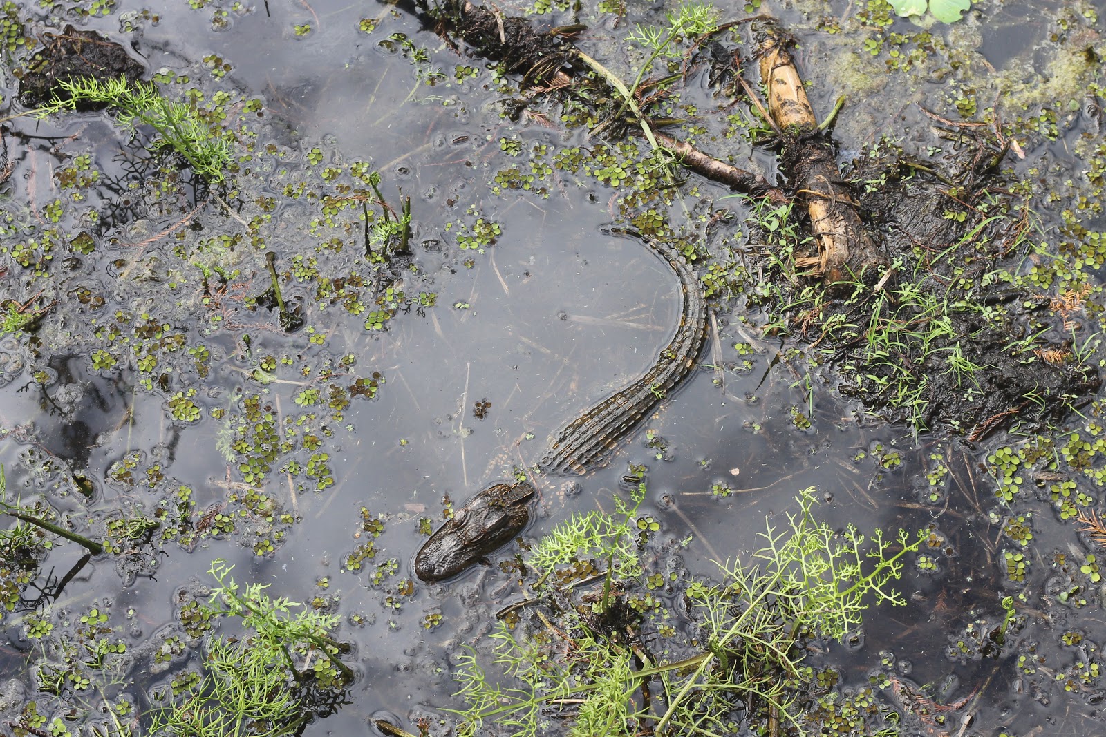 Love and Whimsy: Corkscrew Swamp Sanctuary