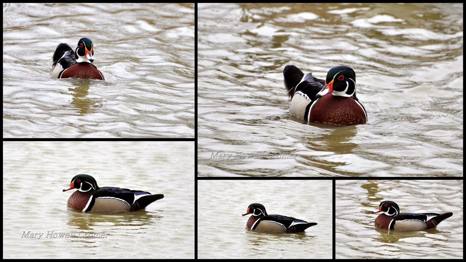 Red-shouldered Hawks of Tingsgrove and Beyond: Wood Duck Strutting~