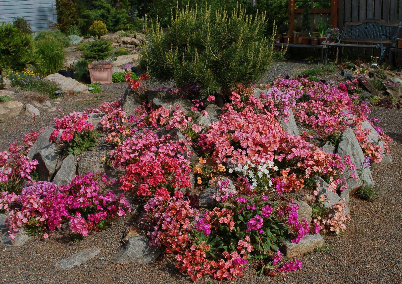 Wild Ginger Farm News Blog: Lewisia cotyledon