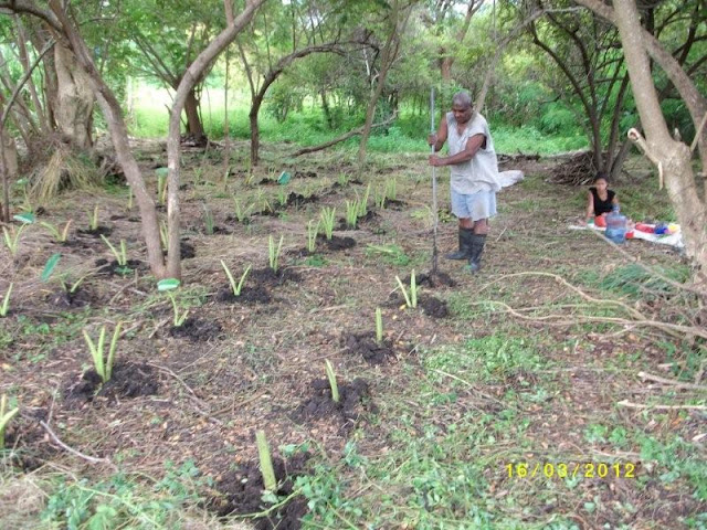 Naciriyawa - our farm in Fiji: we now have a dalo plantation as well...