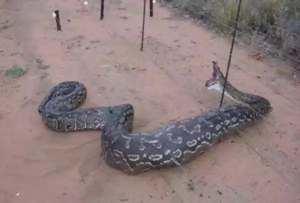 Giant Snake On A Fence – Hanging Dead Snake Photo | Welcome To Naijaheaven