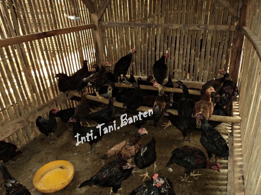 Ayam Kampung Unggul Badan Litbang (KUB) "Inti Tani Banten": Sistem ...