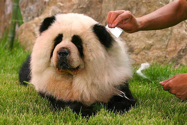 The dog in world: New Trend in Dog Design