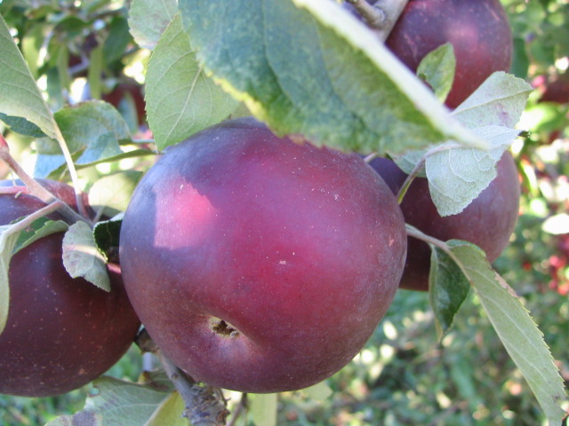 All about Ayurveda and Herbs: Arkansas Black Apple