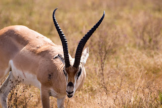 4 types of Gazelles in the Wild