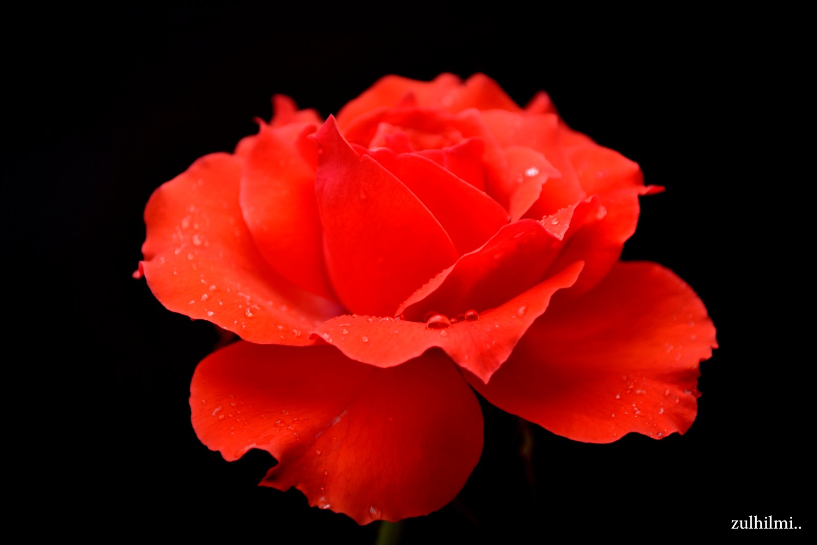 bestbestsahaja: Mawar Merah (red rose)