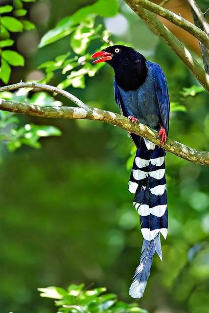 The beautiful bird Taiwan Blue Magpie