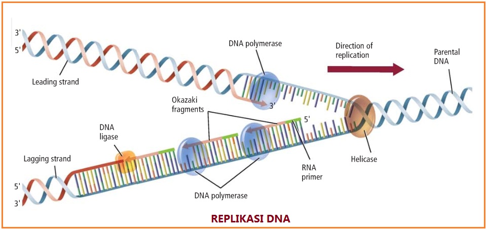 Proses Replikasi DNA - EDUBIO