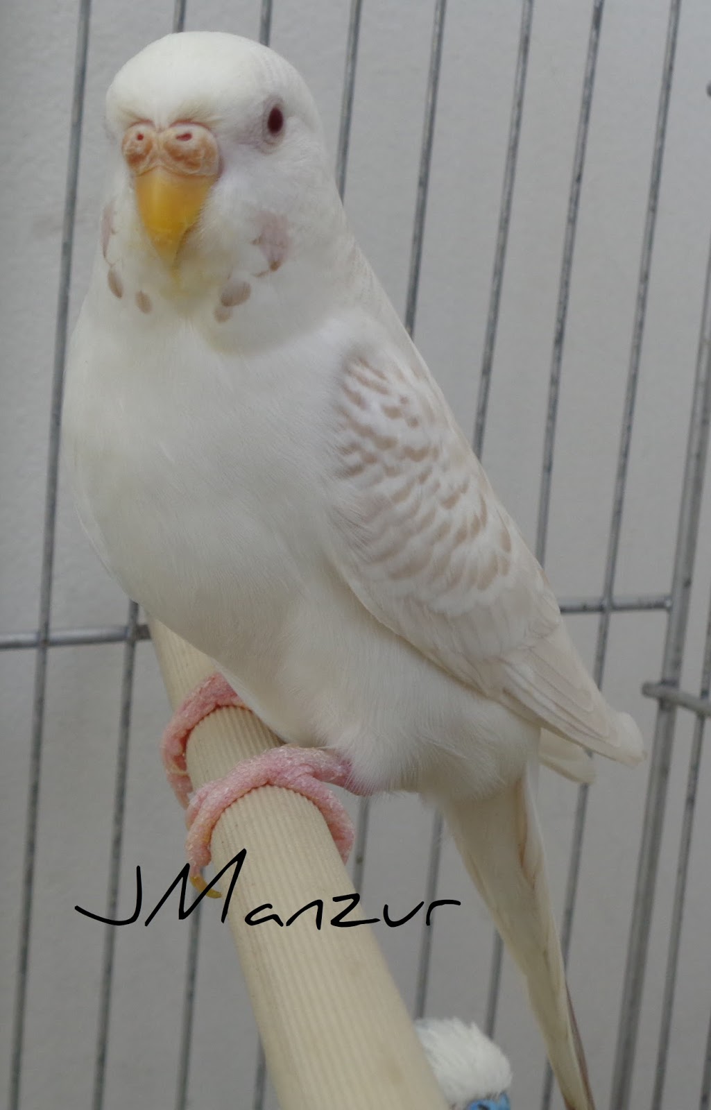 Periquitos australianos - Dudas sobre Ory - Colores, genética y reproducción