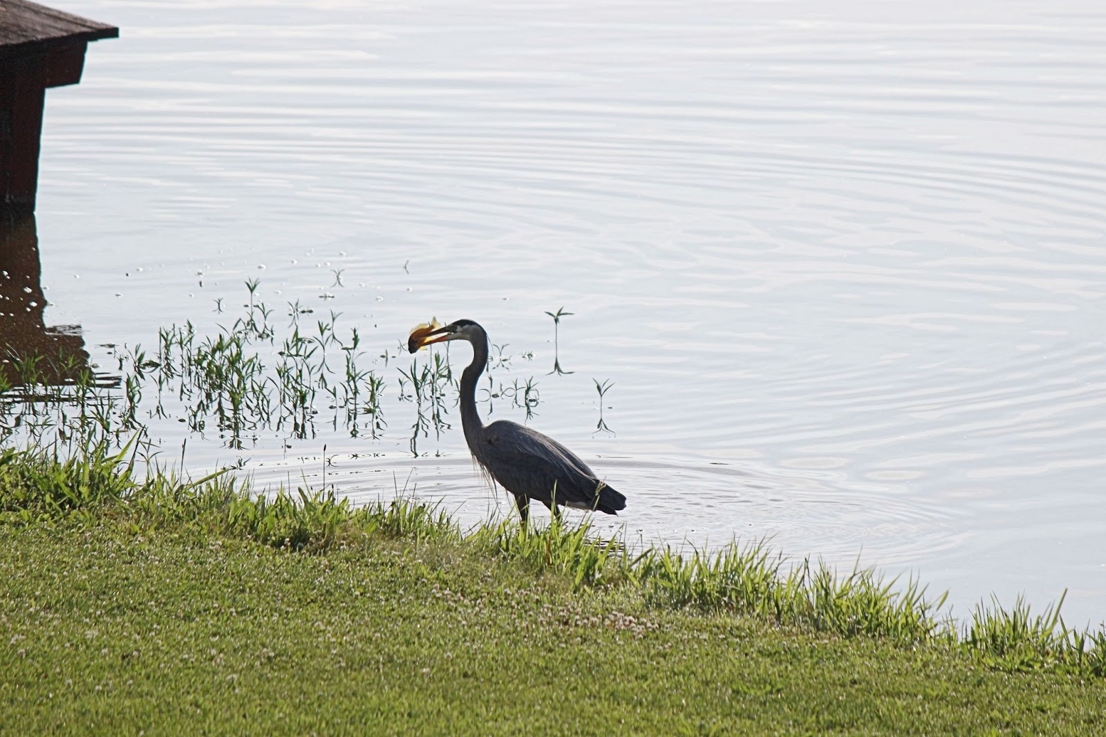 Crane Catching A Fish - 8 Photos
