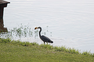 Crane Catching A Fish - 8 Photos