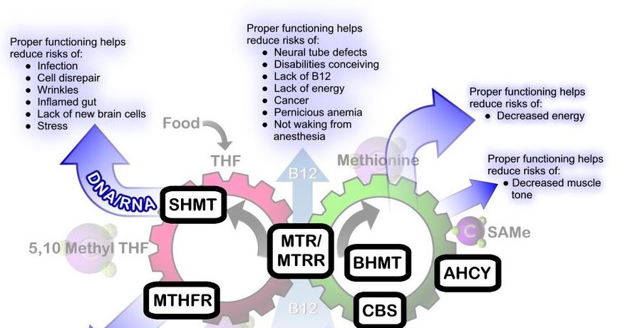 MTHFR and Thyroid Disorders | These Unexpected Miracles Of Life