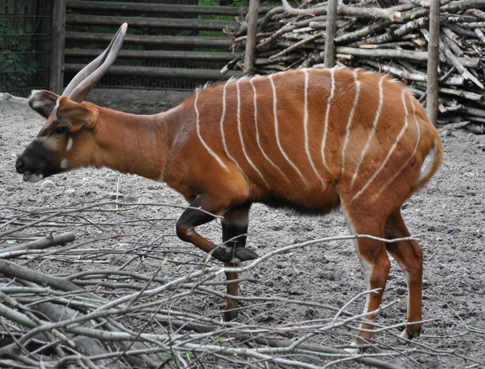 ZOOTOGRAFIANDO (6.100 ANIMALS): BONGO / BONGO (Tragelaphus eurycerus)