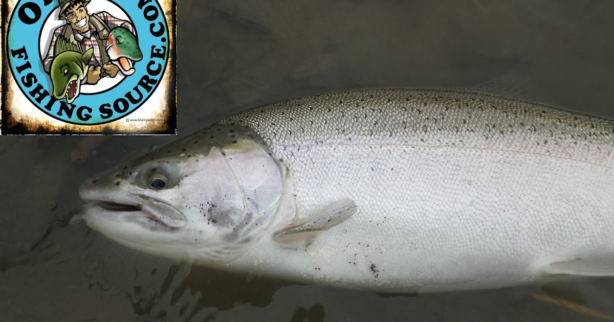 Ohio Fishing Source: Winter Steelhead