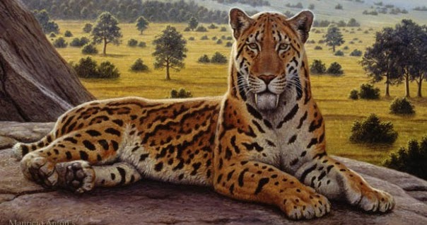 Variety of Life: Felidae