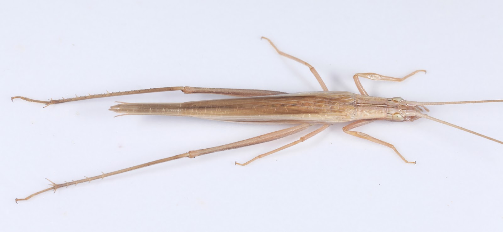BunyipCo: Australian Tree Crickets