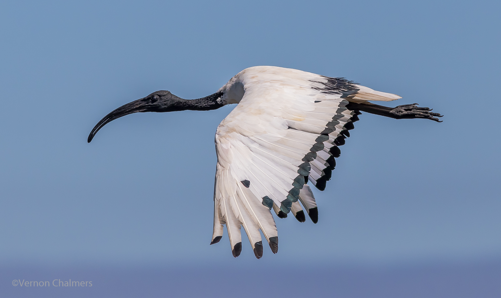 Vernon Chalmers Photography: Sacred Ibis in Flight - Woodbridge Island ...