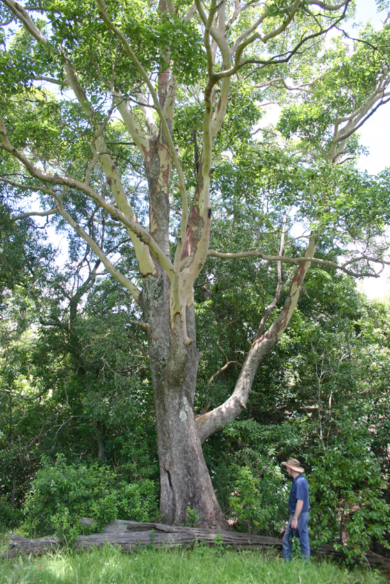 Toowoomba Plants: Brush Box