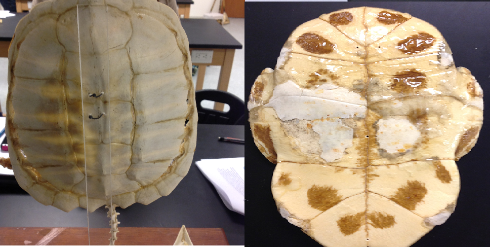 Biology of the Reptilia: Lab #2: Testudines (Nick Spies and Alex Murray)