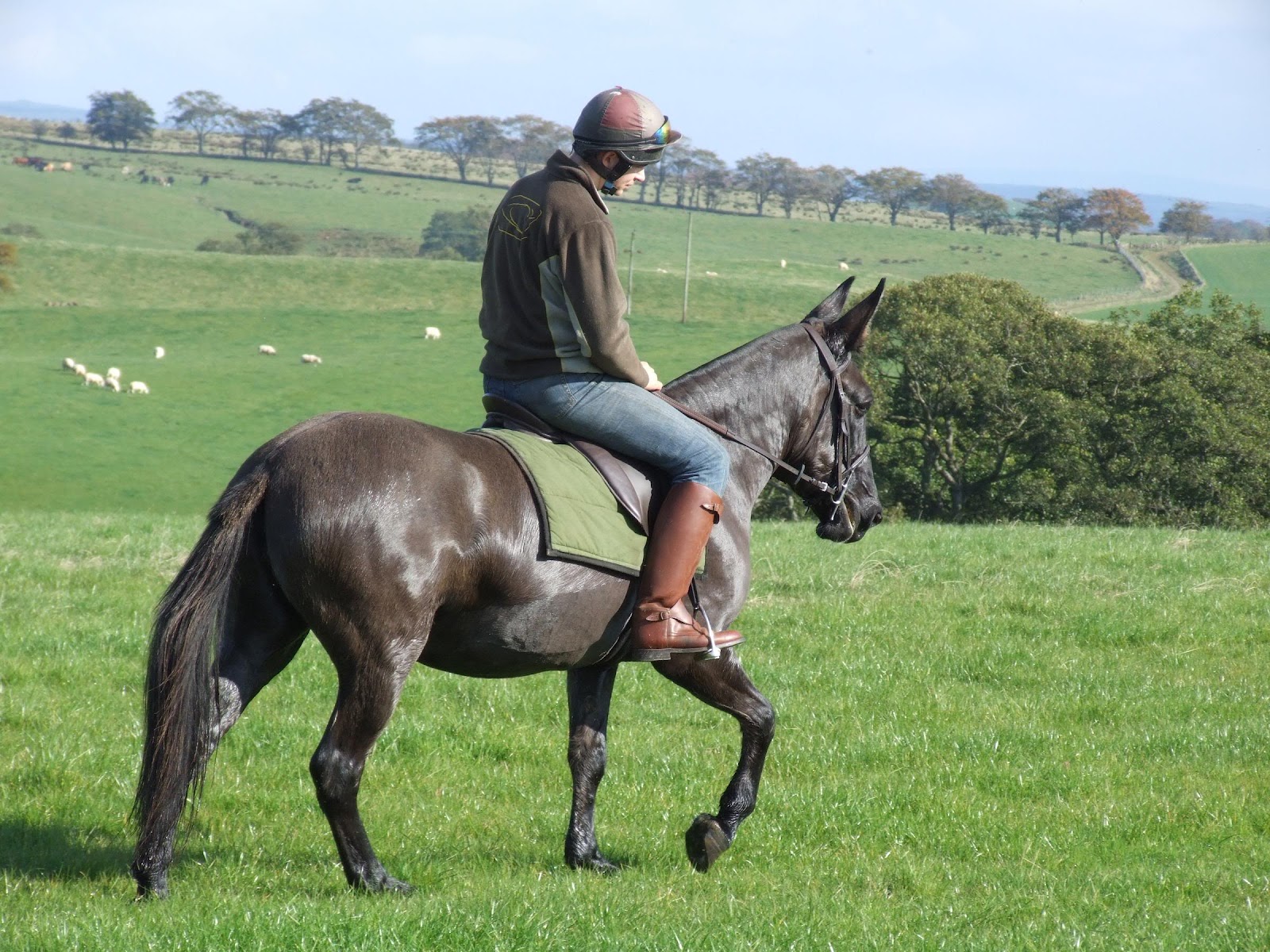 The British Mule Society: What Can Mules Do?