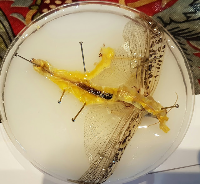 SLHE Science: Locust Dissection