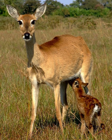 Uruguay and it's Curiosities-Uruguay y sus curiosidades: Venado de ...