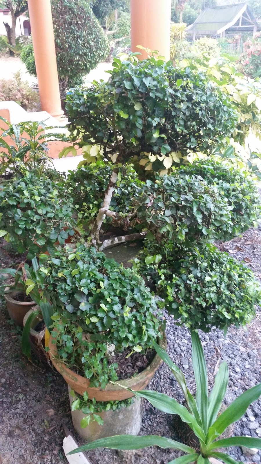 Warisan Petani: Membentuk Pokok Hiasan 2