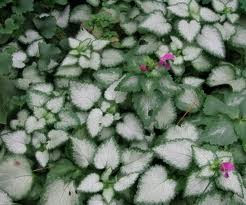 Il giardino delle Naiadi: LAMIUM VARIEGATUM, SE L'OMBRA E' TROPPA