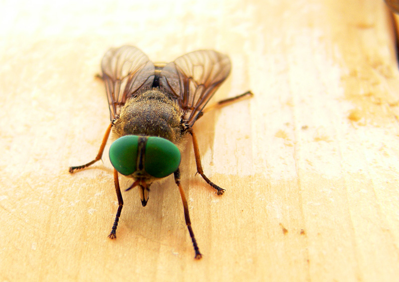 Animales: El Tábano