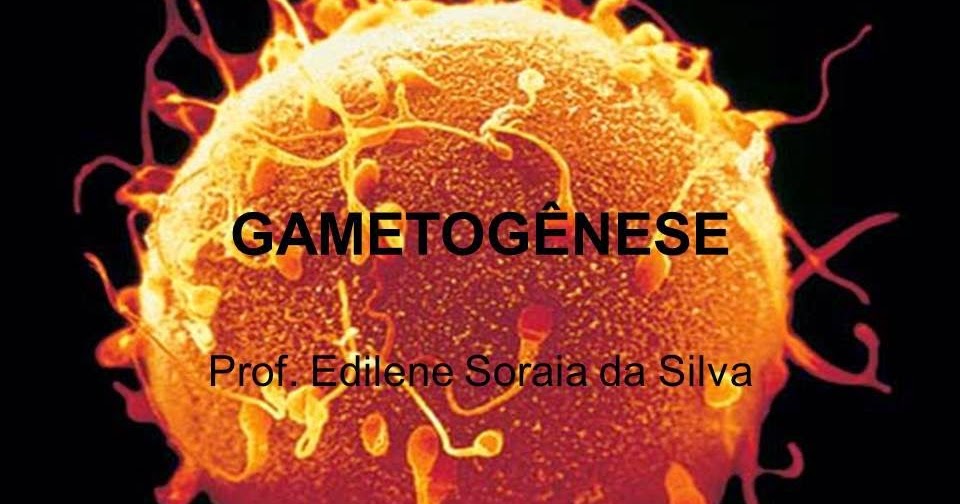 BIOLOGIA COM A PROFESSORA EDILENE: GAMETOGÊNESE